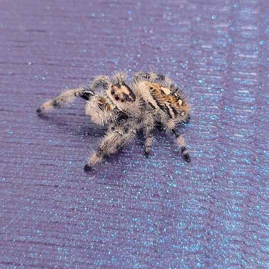 Female Regal Jumping Spider - Exact by Weird is Beautiful