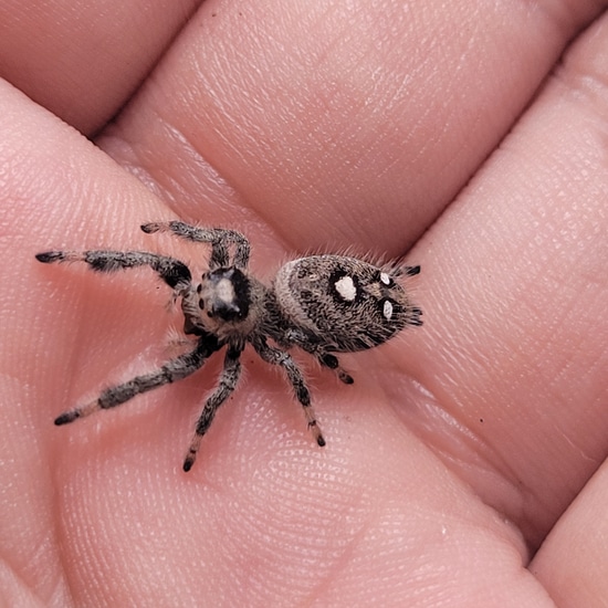 Female Regal Jumping Spider - Exact by Weird is Beautiful
