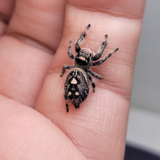Female Regal Jumping Spider - Exact by Weird is Beautiful