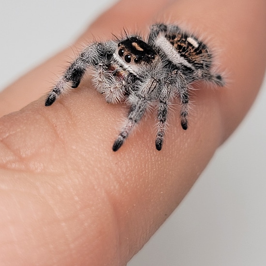 Female Regal Jumping Spider - Exact by Weird is Beautiful