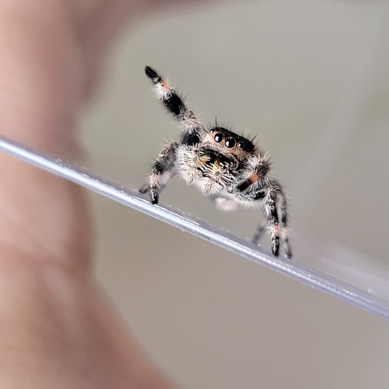 Female Regal Jumping Spider - Exact- 2w185 by Weird is Beautiful