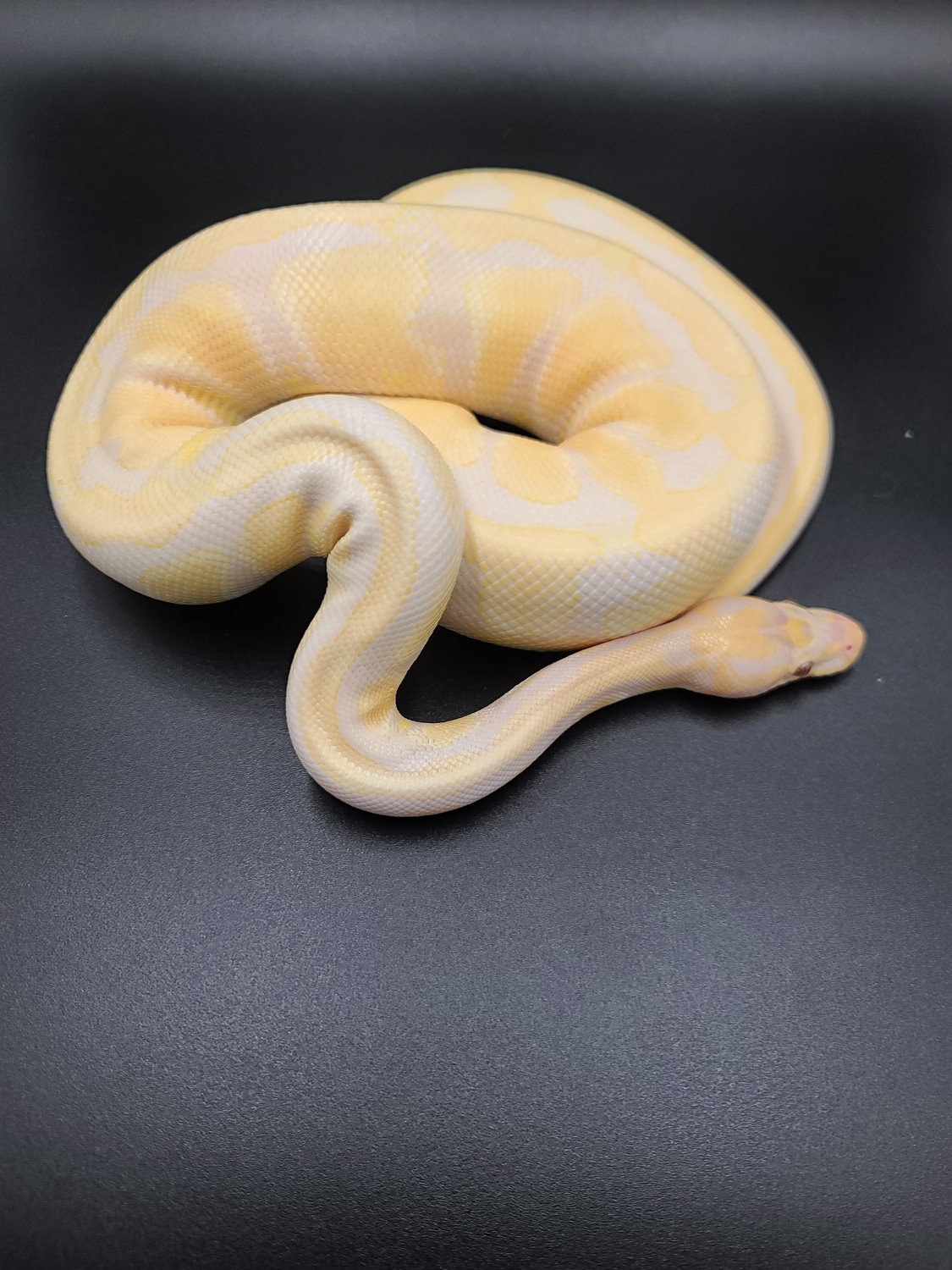 Lavender Albino Ball Python by Mountain Momma Morphs - MorphMarket