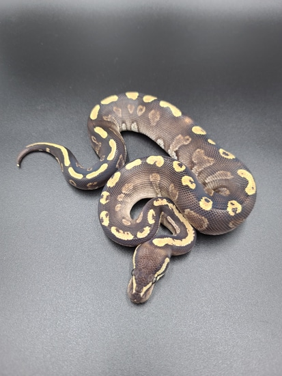 GHI Mojave/ Mystic Ball Python by Mountain Momma Morphs