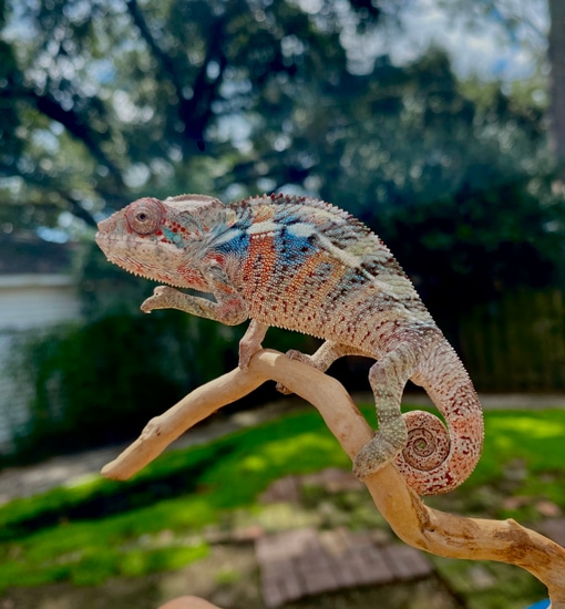 Red/Blue Panther Chameleon by WeLuvReptiles