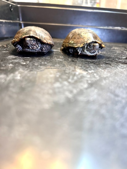 Adult Mud Turtles Mud & Musk Turtles by WeLuvReptiles