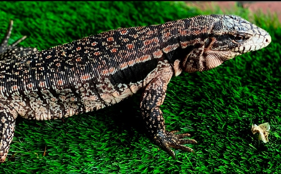 Super Red Tegu Argentine Tegus by WeLuvReptiles