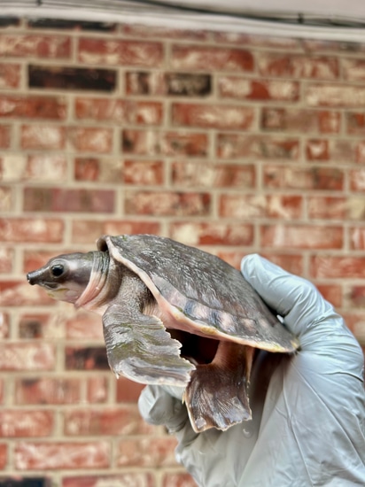 Fly River Turtle by WeLuvReptiles