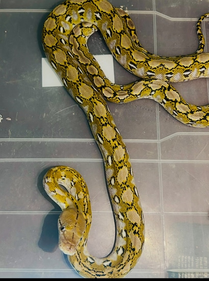 Kalaotoa SunFire 100% HetPied Reticulated Python by WeLuvReptiles