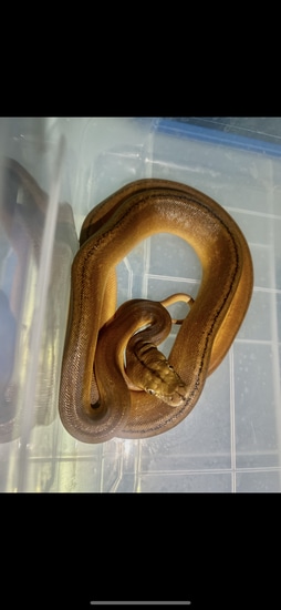 Golden Child SunFire Tiger 50%Ogs 66%Het Purple Reticulated Python by ...
