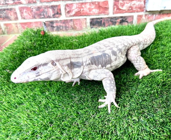 Blue Albino Ice Tegu Argentine Tegus by WeLuvReptiles