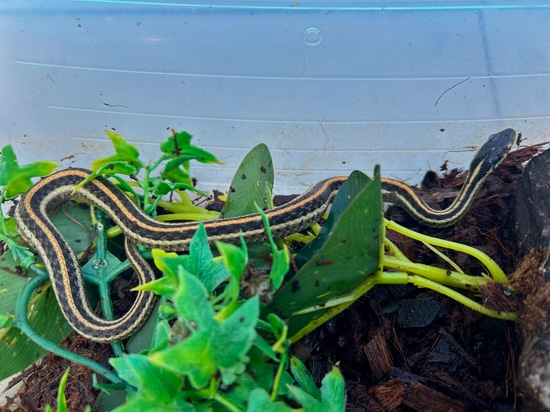 Pretty Little Garter Snake by WeLuvReptiles