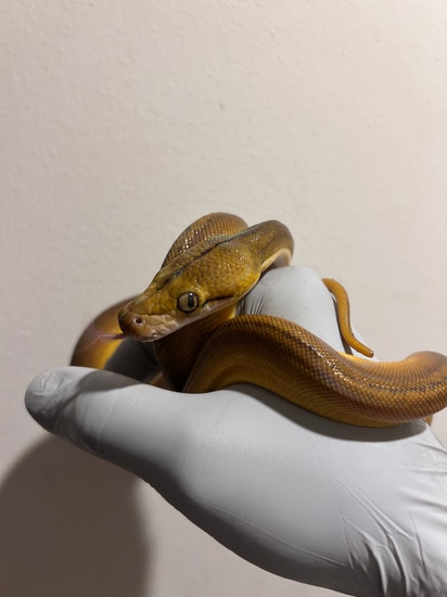 Golden Child Reticulated Python by WeLuvReptiles