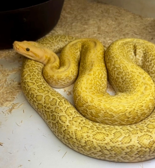 HIGH YELLOW HYPO Granite Burmese Python by WeLuvReptiles