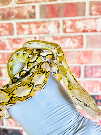 Kalaotoa Hogs Reticulated Python by WeLuvReptiles