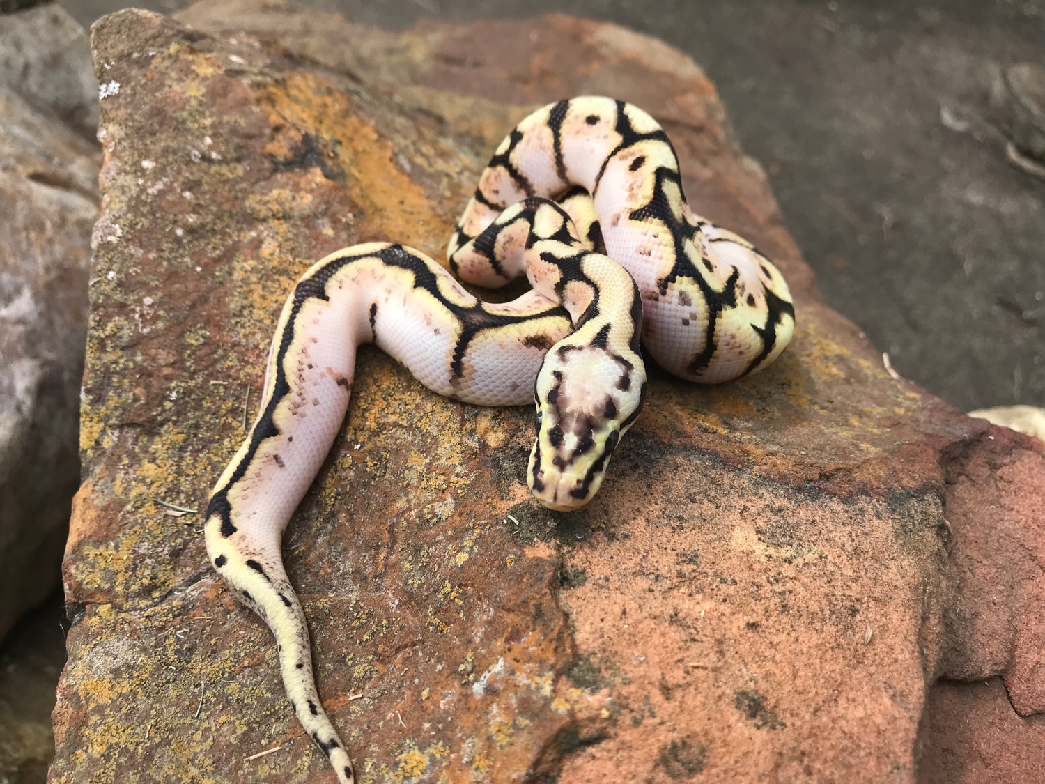 Sugar Bumblebee Ball Python by Acadiana Reptile Company - MorphMarket