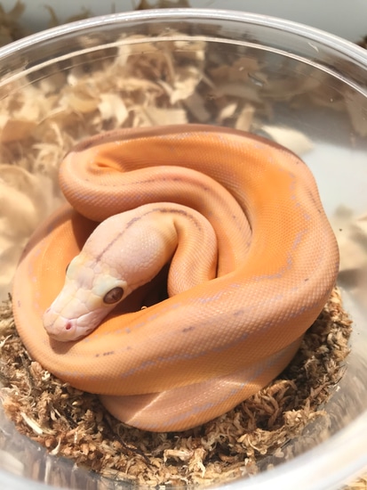 Purple Motley Suntiger Reticulated Python by Acadiana Reptile Company