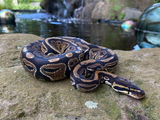 Normal Wild Type Ball Python by Acadiana Reptile Company