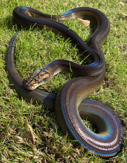 Motley Golden Child Het Purple Reticulated Python by Acadiana Reptile ...