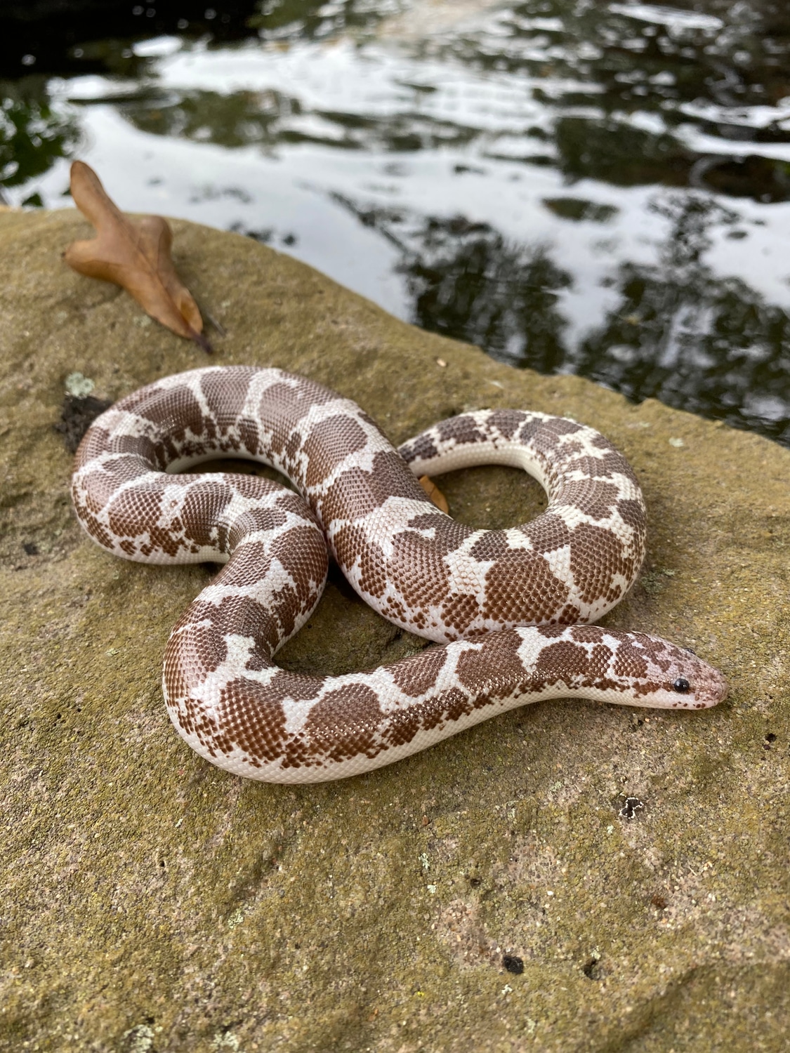 Anery Sand Boa Kenyan Sand Boa by Acadiana Reptile Company - MorphMarket