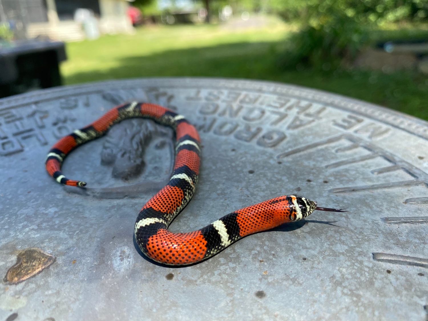 Tri-color Hognose by Acadiana Reptile Company - MorphMarket