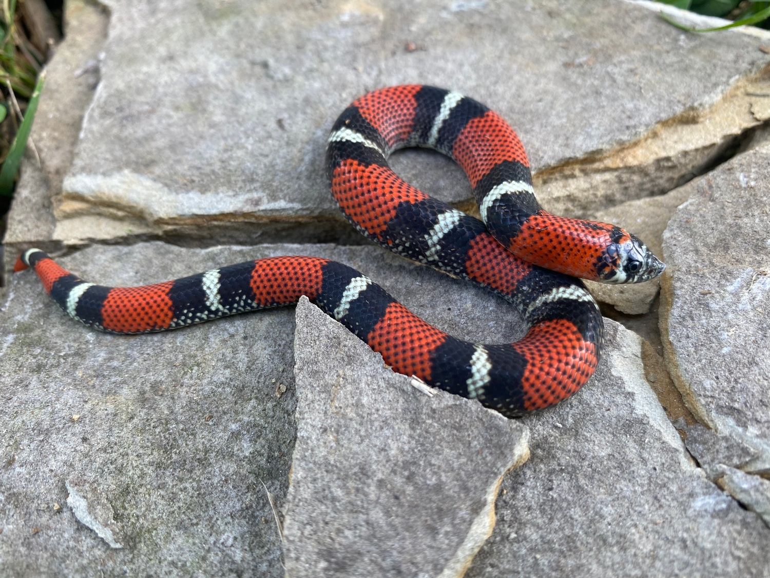 Tri-color Hognose by Acadiana Reptile Company - MorphMarket