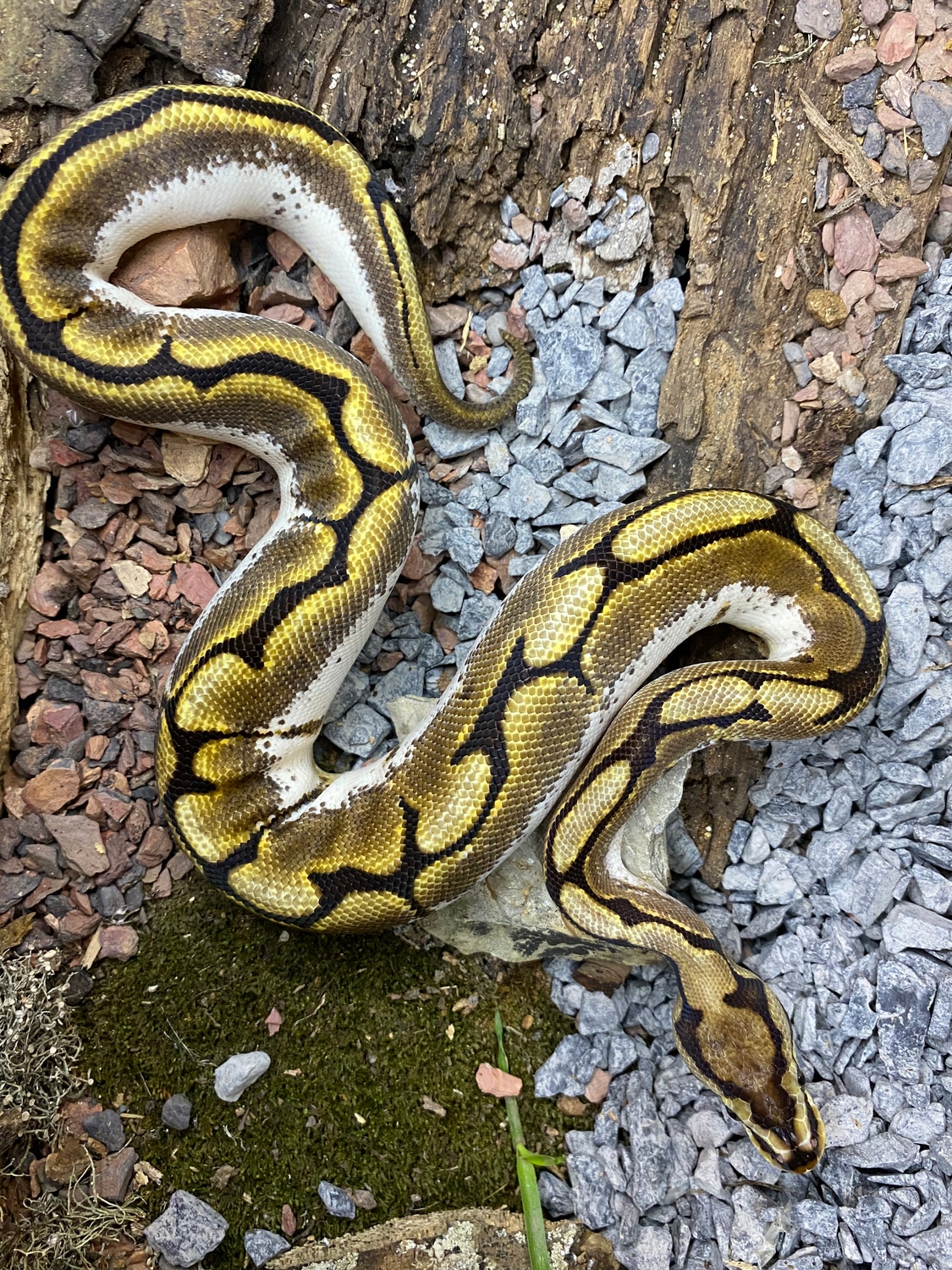 Spider Yellow Belly Ball Python by Acadiana Reptile Company - MorphMarket