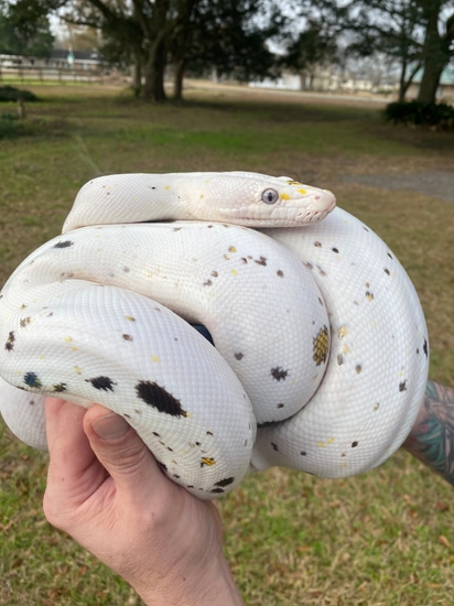Goldenchild Cow Reticulated Python by Acadiana Reptile Company