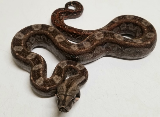 Inca Boa Constrictor by Tampa Bay Constrictors