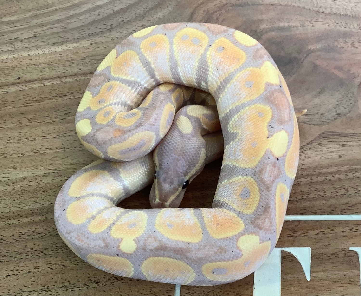 Banana Het Hypo Ball Python by Tampa Bay Constrictors - MorphMarket