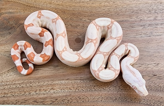 Poss. Super Sunglow Rlt Het Anery Boa Constrictor by Tampa Bay Constrictors