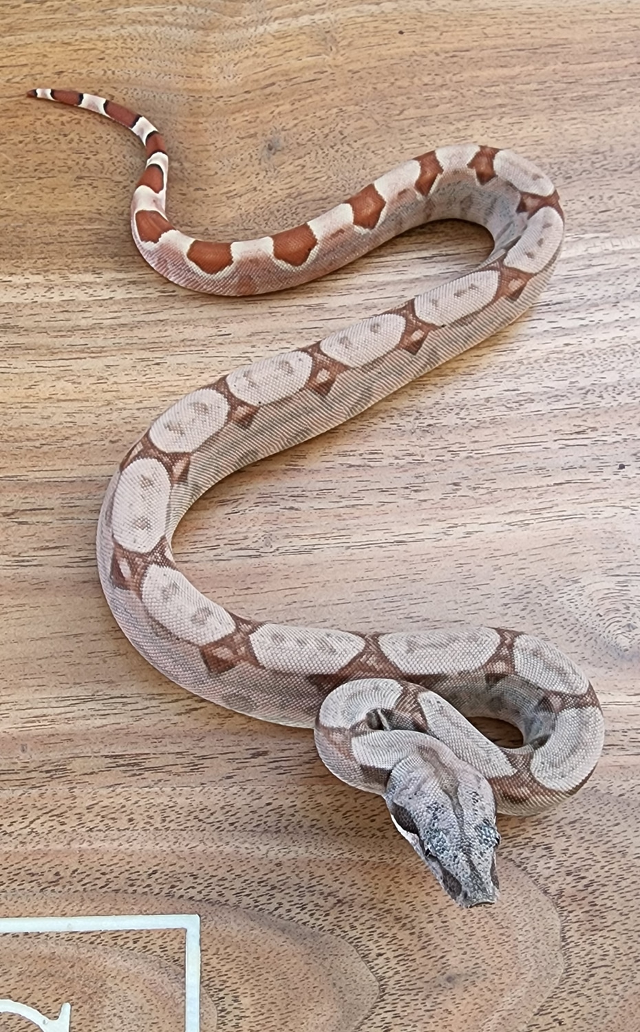 Poss. Super Hypo Rlt Het Moonglow Boa Constrictor by Tampa Bay ...