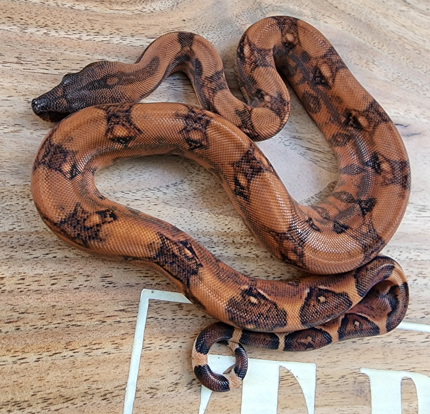 Blood Parahet Boa Constrictor by Tampa Bay Constrictors - MorphMarket