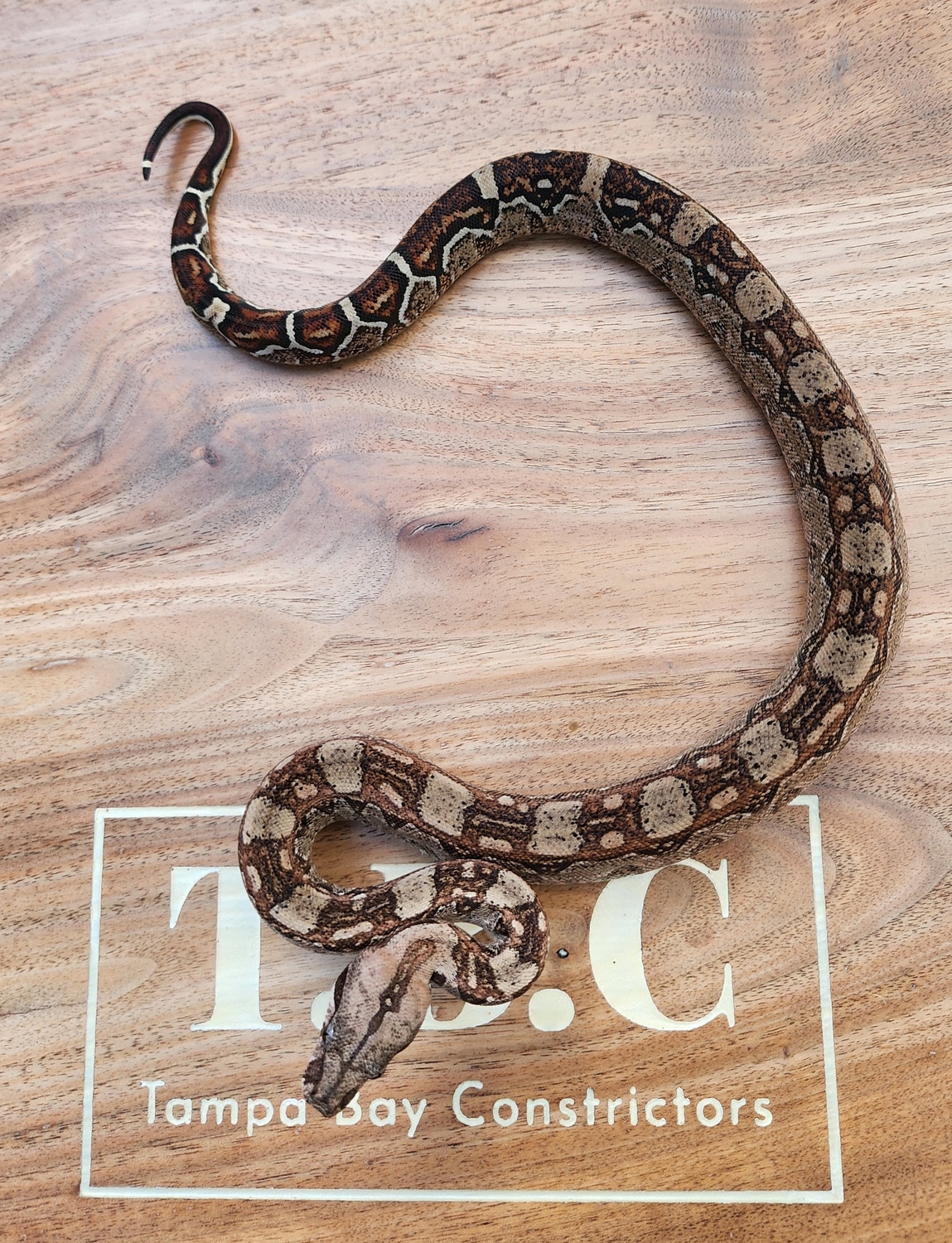 Aztec Boa Constrictor by Tampa Bay Constrictors - MorphMarket