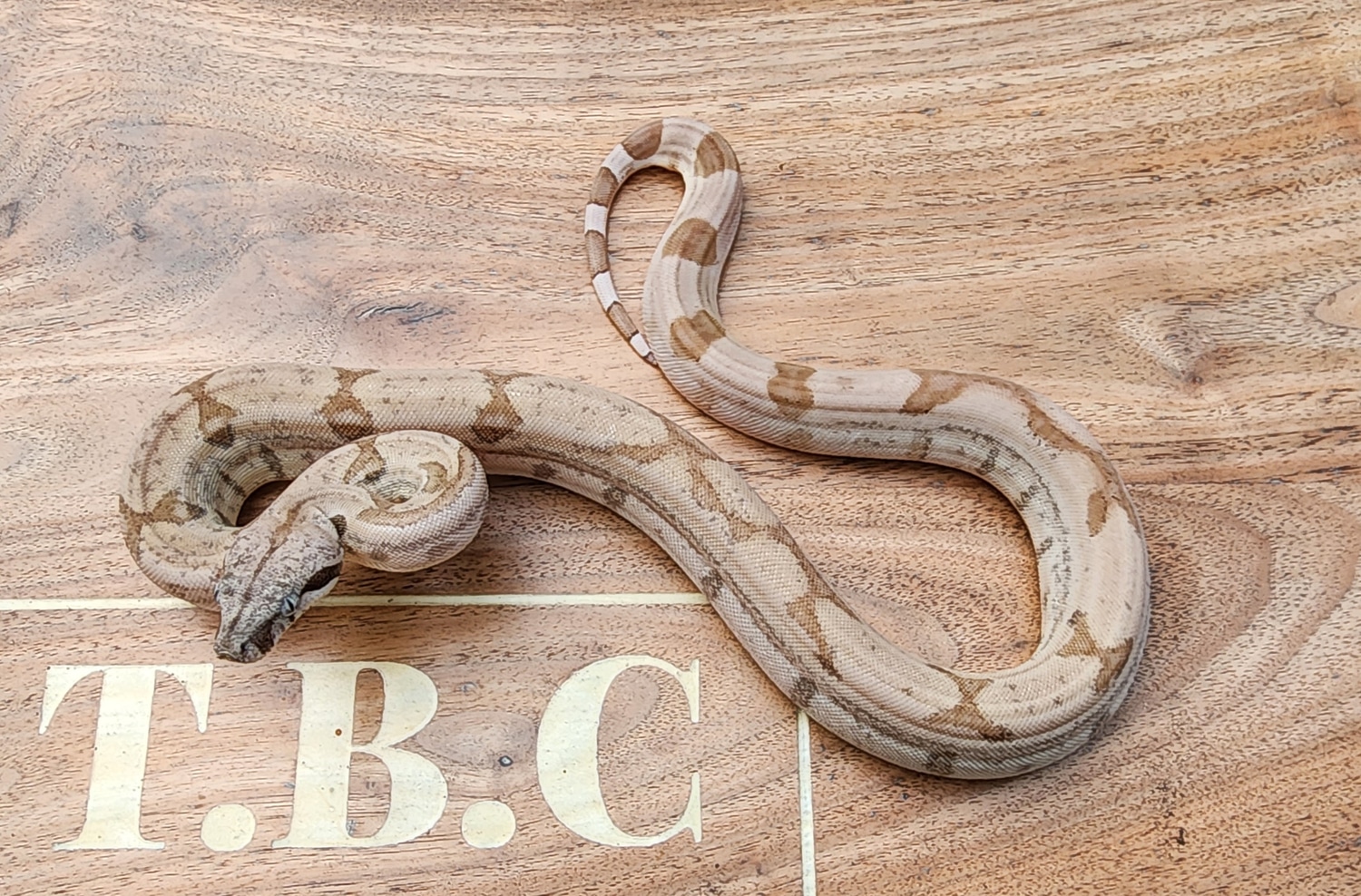 Poss. Super Ghost Het Albino Boa Constrictor by Tampa Bay Constrictors ...