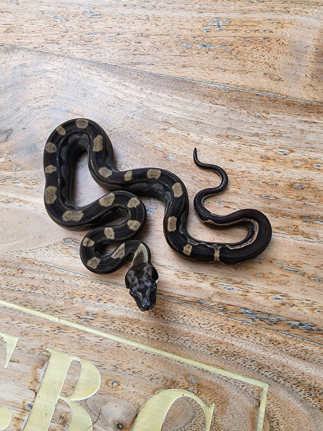 Motley Het Albino Ph Leopard Boa Constrictor by Tampa Bay Constrictors ...
