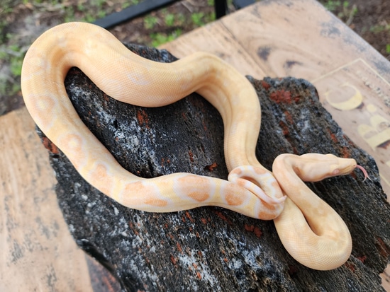 Sharp Albino 66% Het Blood Boa Constrictor by Tampa Bay Constrictors