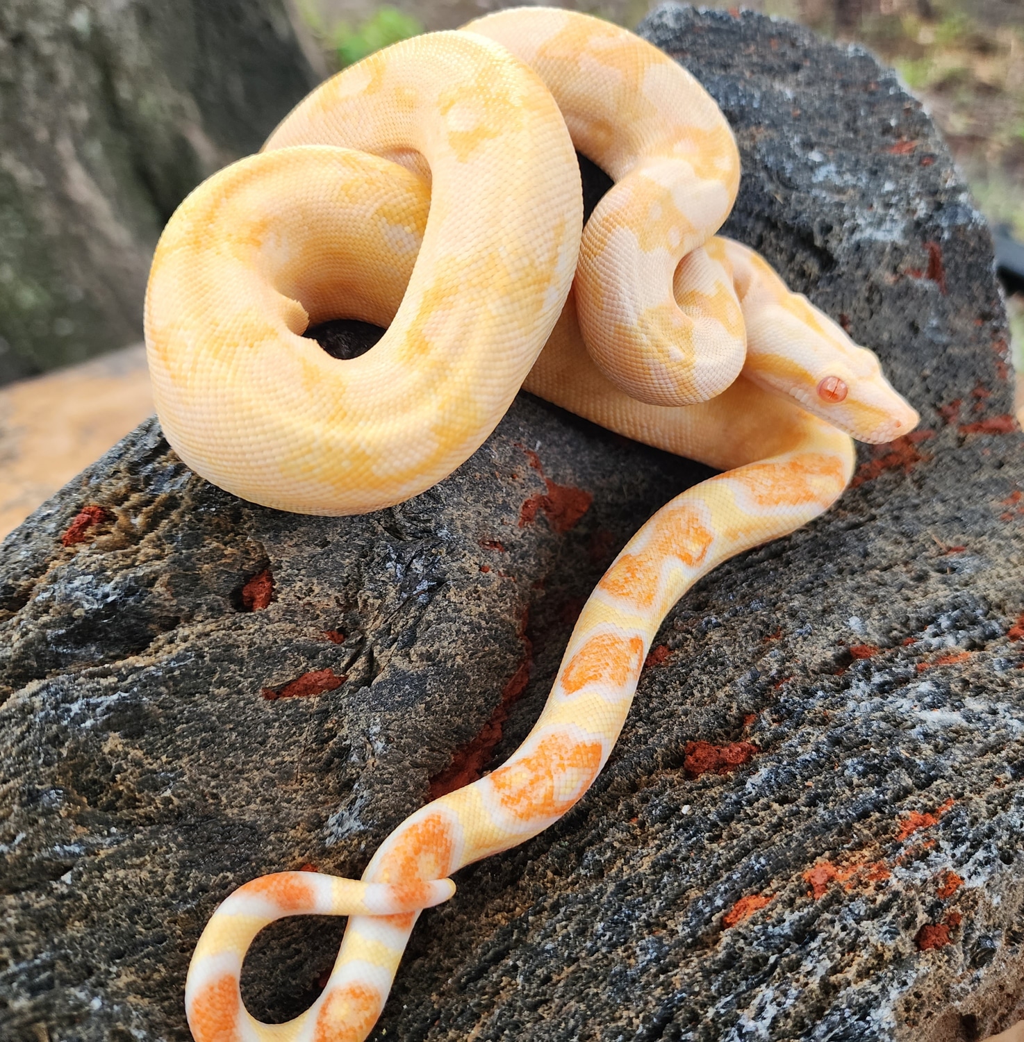 Sharp Albino 66%ph Blood Boa Constrictor by Tampa Bay Constrictors ...