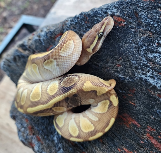 Paradox Lesser Dh Hypo Pied Ball Python by Tampa Bay Constrictors
