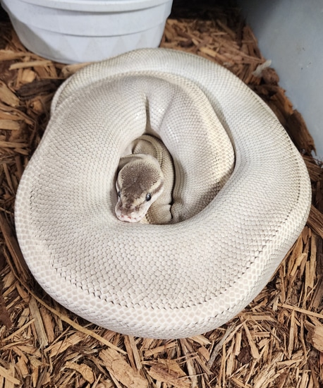 Mystic Potion Ball Python by Tampa Bay Constrictors