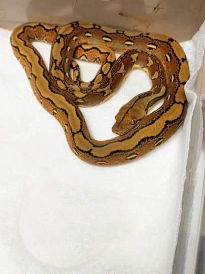 Het Genetic Stripe Pos Dh Albino/ogs Reticulated Python by WJS reptiles