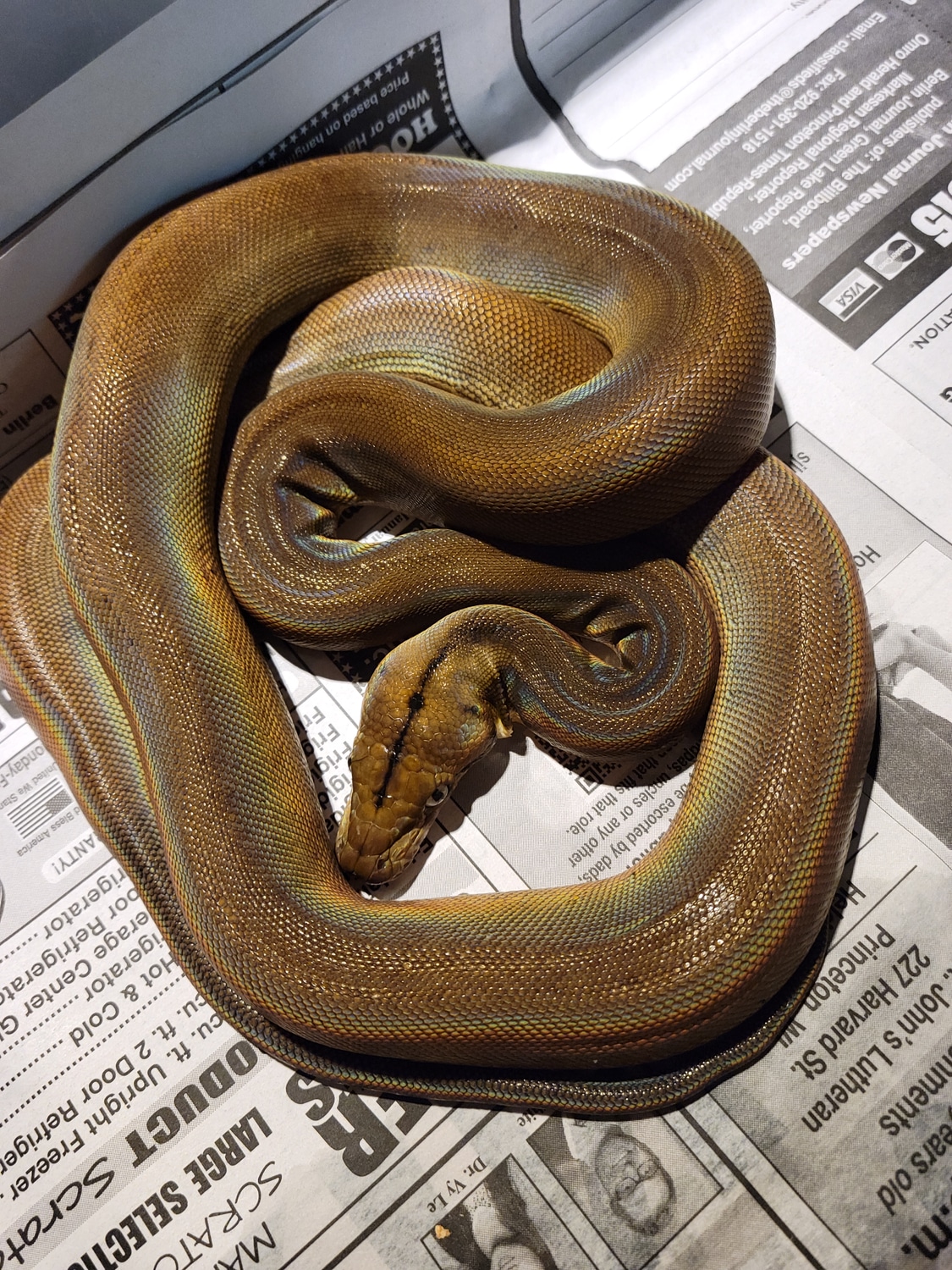 Super Sunfire Goldenchild Genetic Stripe Reticulated Python by WJS ...