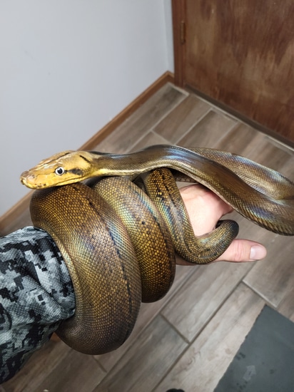 Goldenchild Genetic Stripe Reticulated Python by WJS reptiles