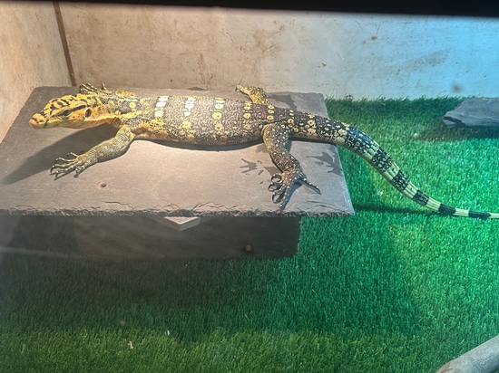 Cumingi X Sulfer Water Monitor by Wes’s lizards