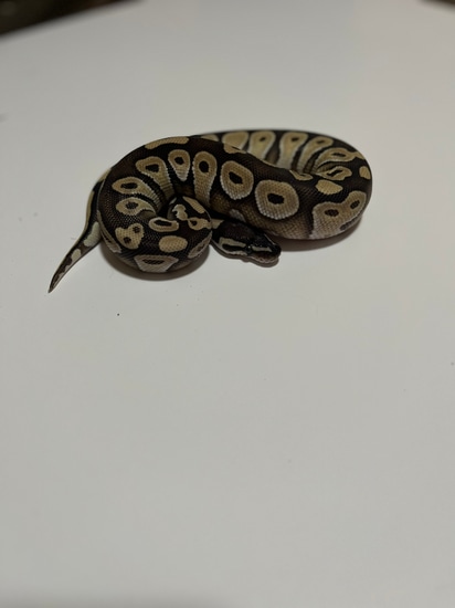 Mojave Fire Ball Python by Wesley Pipes’ Smoking Exotics