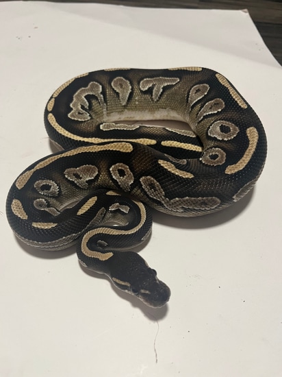 *No Reserve* Blackhead Mojave Ball Python by Wesley Pipes’ Royal Pythons