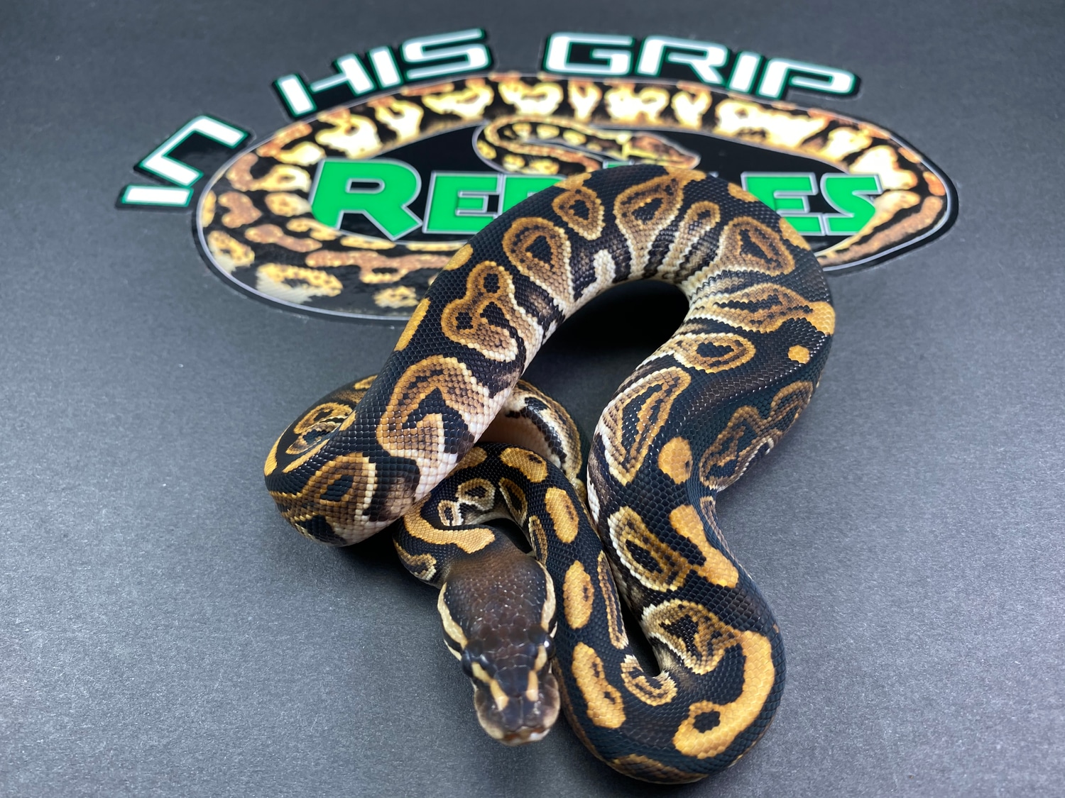 Black Pastel Het Pied Ball Python by In His Grip Reptiles - MorphMarket