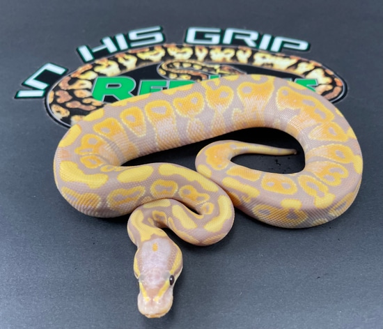 Banana Specter/Yellow Belly Ball Python by In His Grip Reptiles