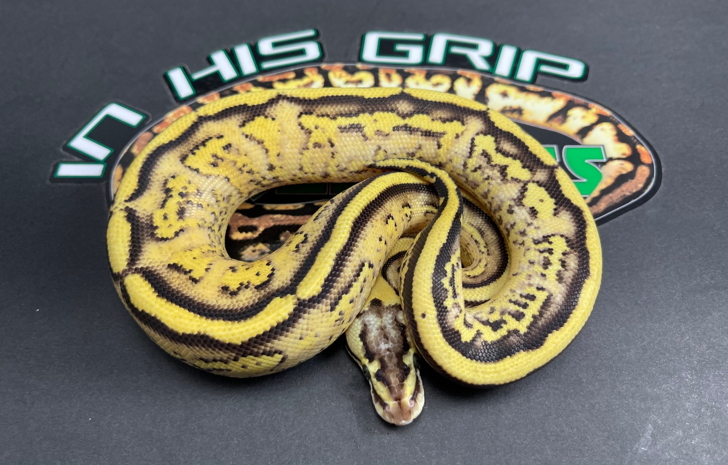 Pastel Superstripe Ball Python by In His Grip Reptiles - MorphMarket