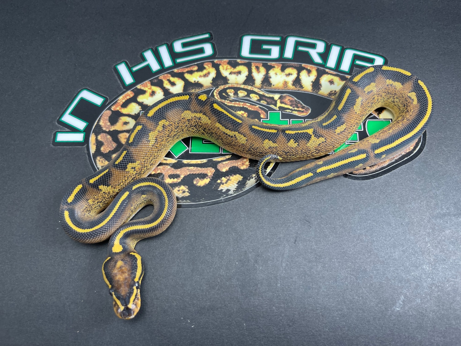 Freeway Ball Python by In His Grip Reptiles - MorphMarket