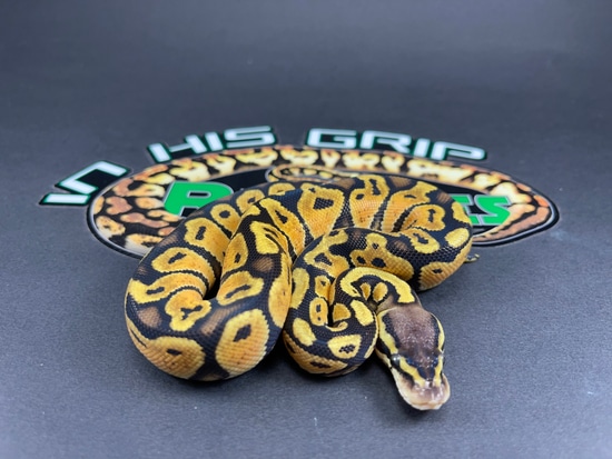 Pastel Possible Yellow Belly Het Paint Ball Python by In His Grip Reptiles